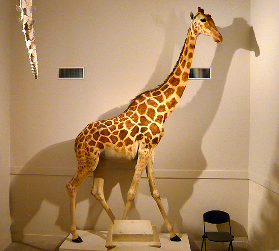 Zarafa (la girafe de Charles X) au musée de La Rochelle — Animaux et ...